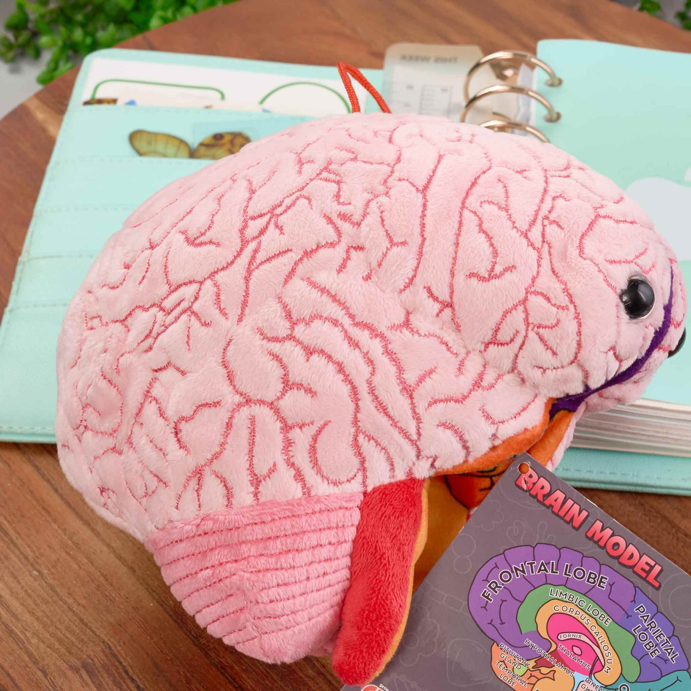 Brain Model Labelled Plushie — Professor Plums