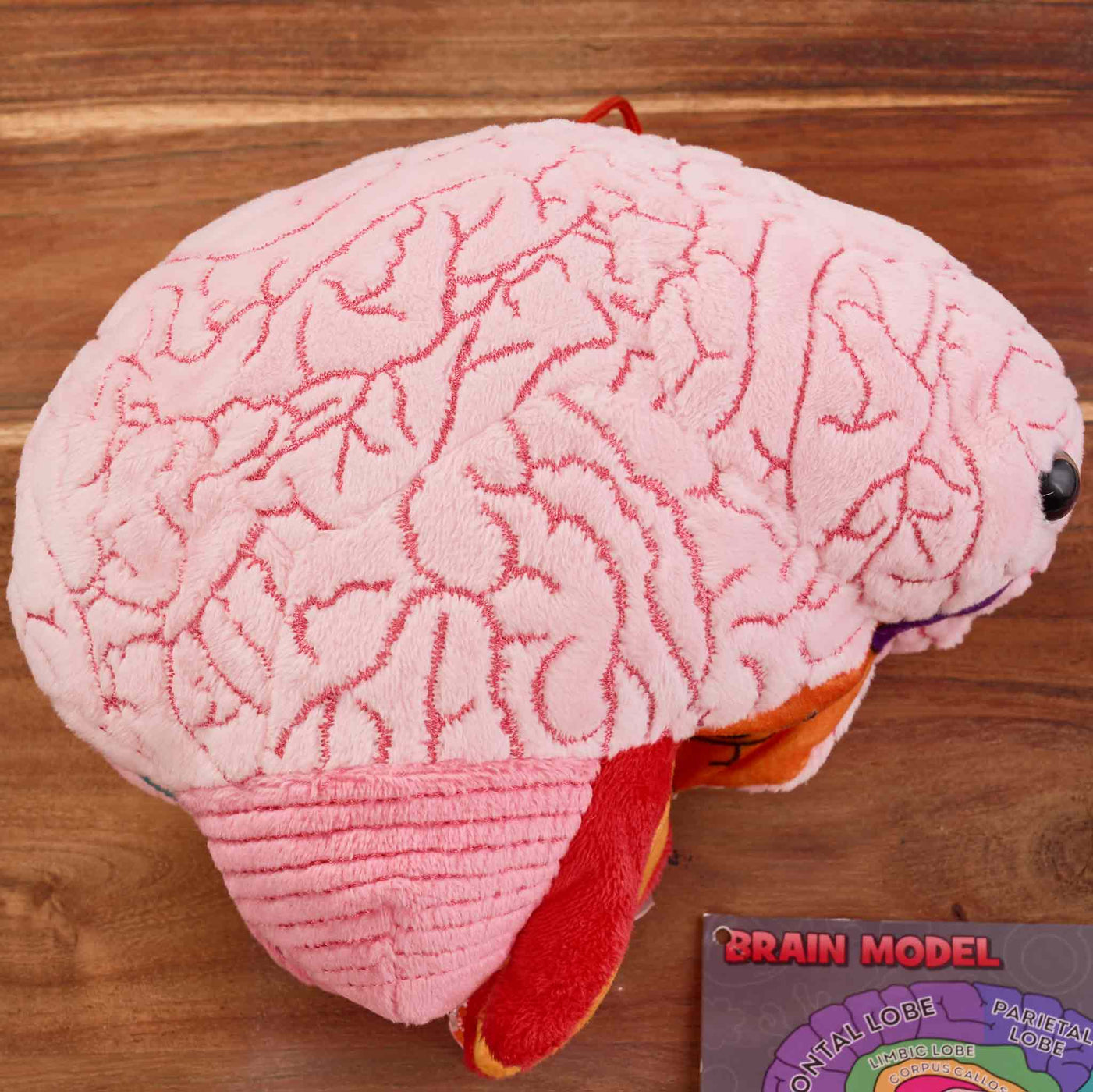 Brain Model Labelled Plushie — Professor Plums