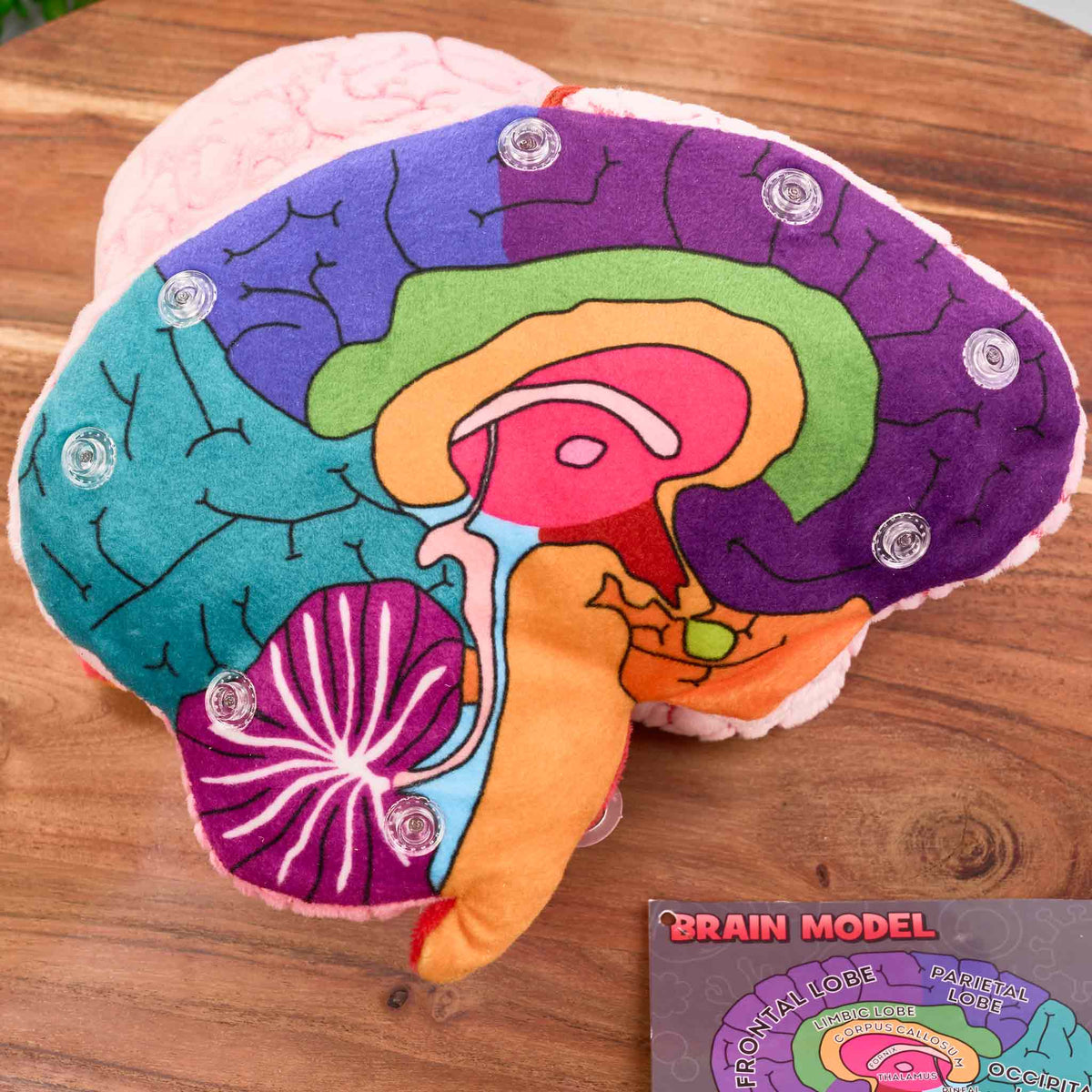 Brain Model Labelled Plushie — Professor Plums