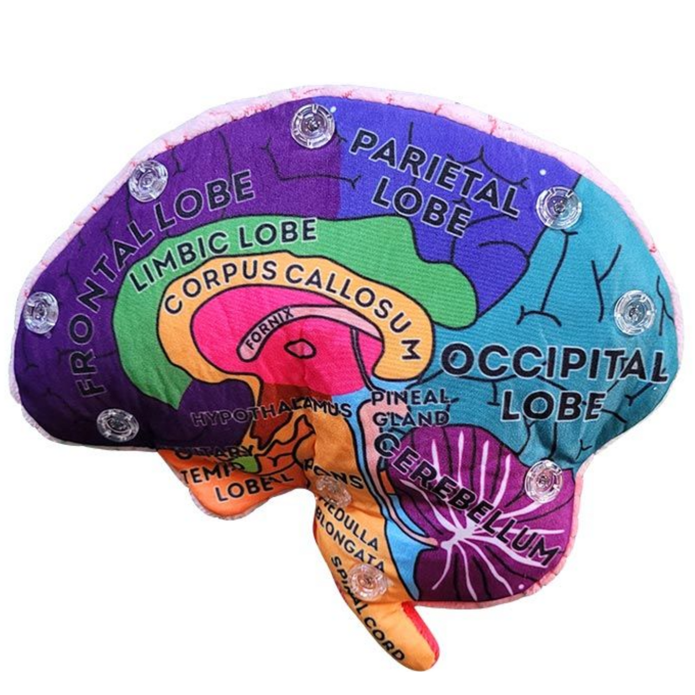 Brain Model Labelled Plushie — Professor Plums