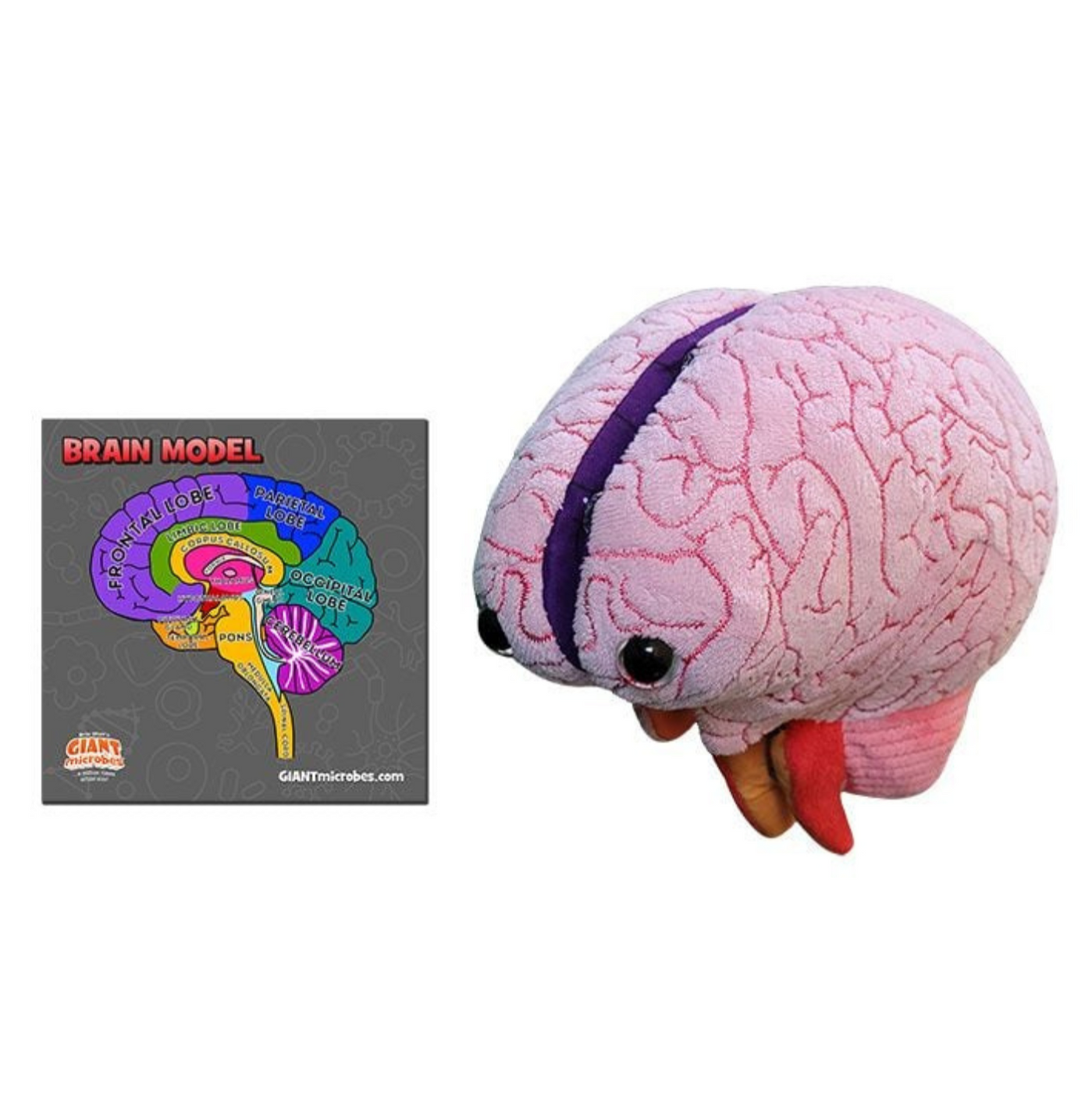 Brain Model Labelled Plushie — Professor Plums