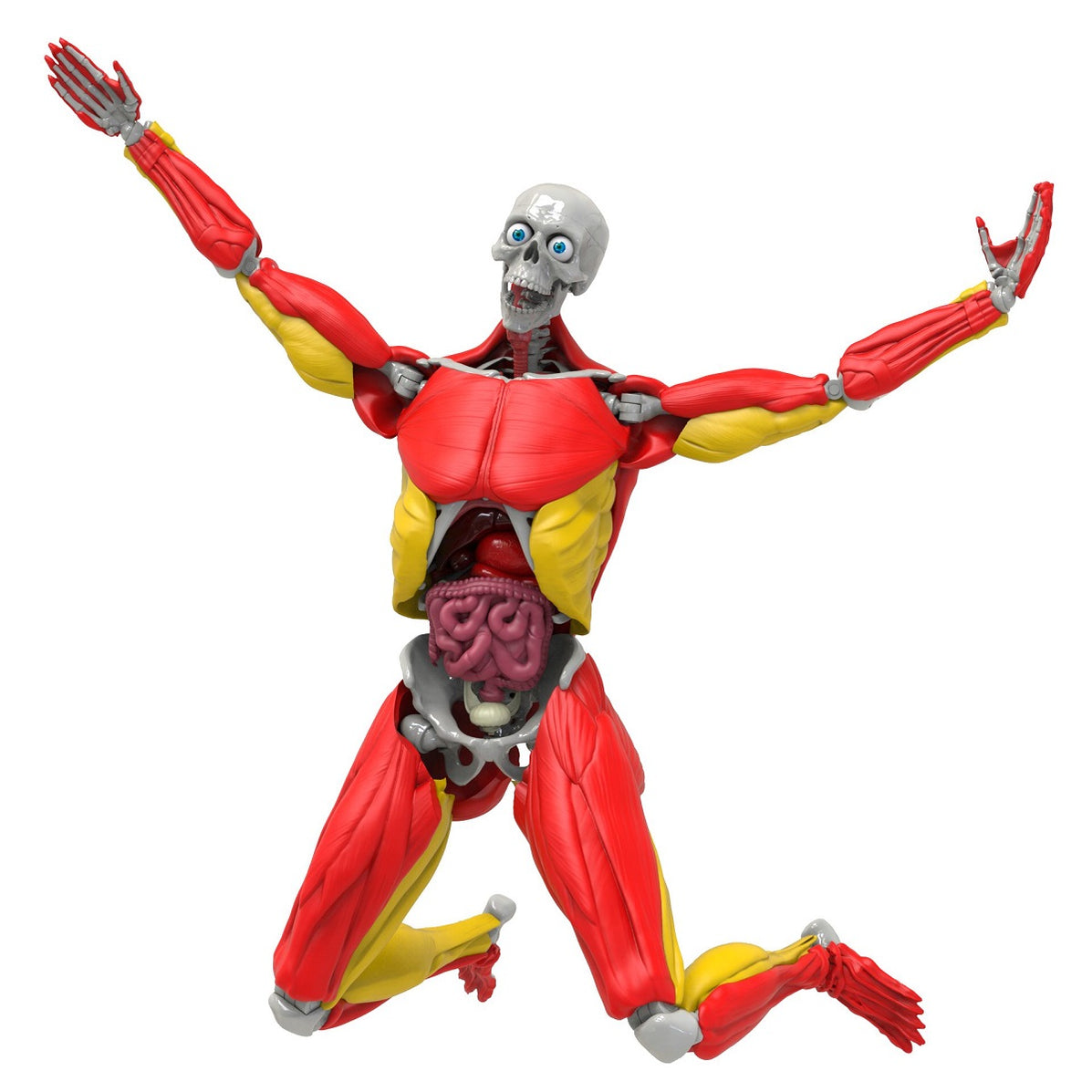 Interactive Human Body Biology Model — Professor Plums