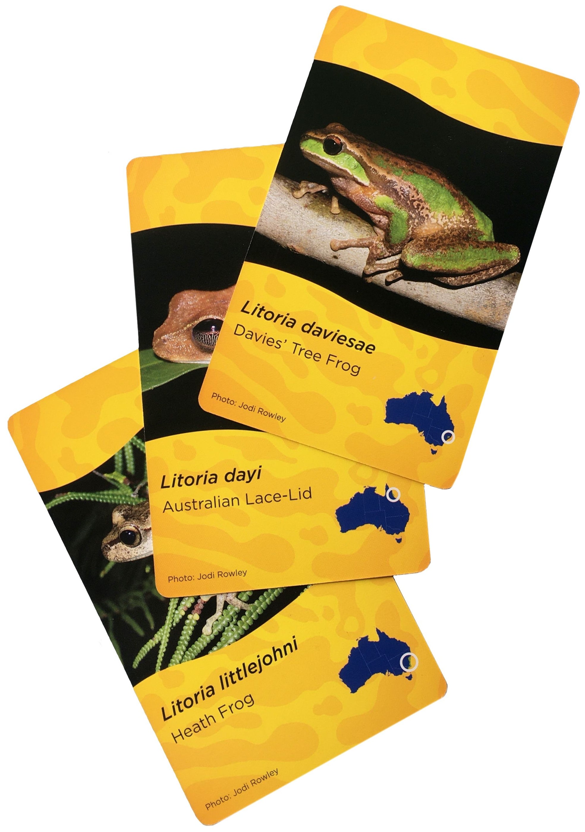 Frog ID Card Game — Professor Plums