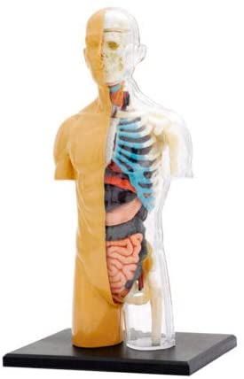 Human Body Anatomy Model — Professor Plums